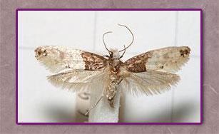 Tarma dei tappeti o Trichophaga tapetzella