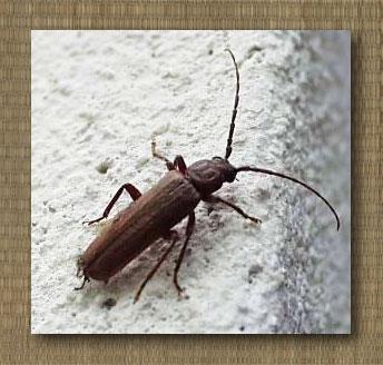 Criocephalus rusticus