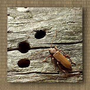 Criocephalus rusticus