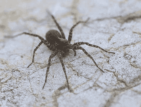 Ragno lupo Tarantola – Lycosa tarantula