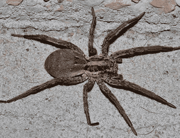 Ragno lupo Tarantola – Lycosa tarantula