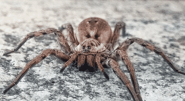 Ragno lupo Tarantola – Lycosa tarantula