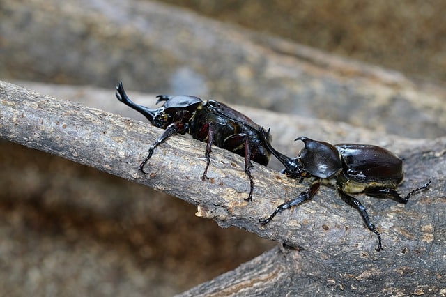Cervo Volante - Disinfestazioni Info