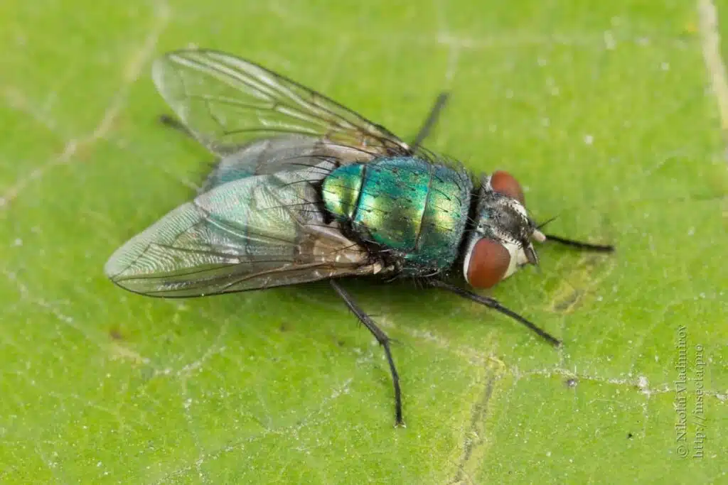 Mosca verde: come riconoscerla ed eliminarla velocemente