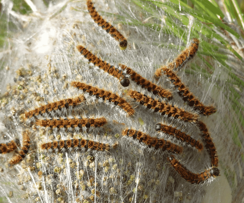 Disinfestazione Processionaria Forte dei Marmi