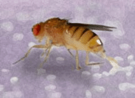 Infestanti delle derrate alimentari