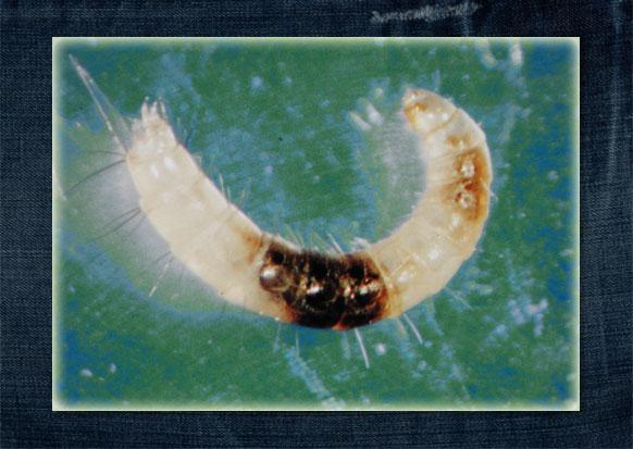 La pulce del gatto - Ctenocephalides felis