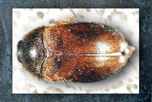 Coleottero Kaphra - Trogoderma granarium