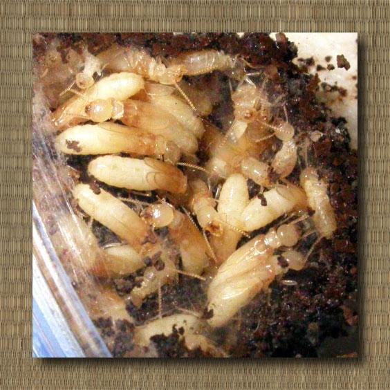 Termiti - Reticulitermes lucifugus e Kalotermes flavicollis.